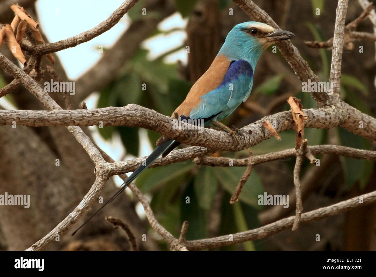 Senegal roller hi-res stock photography and images - Alamy