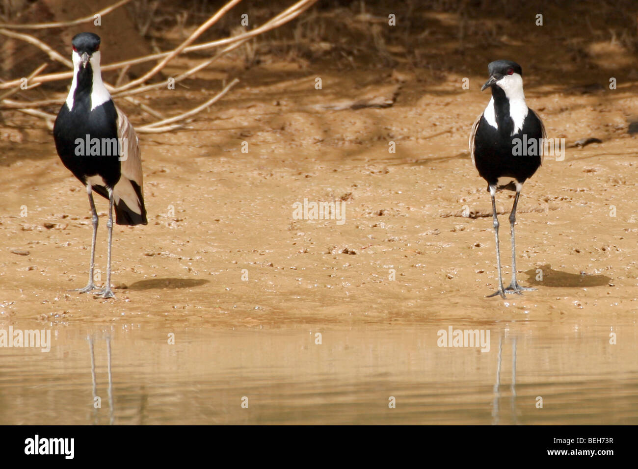 Lapwing at rest hi-res stock photography and images - Alamy