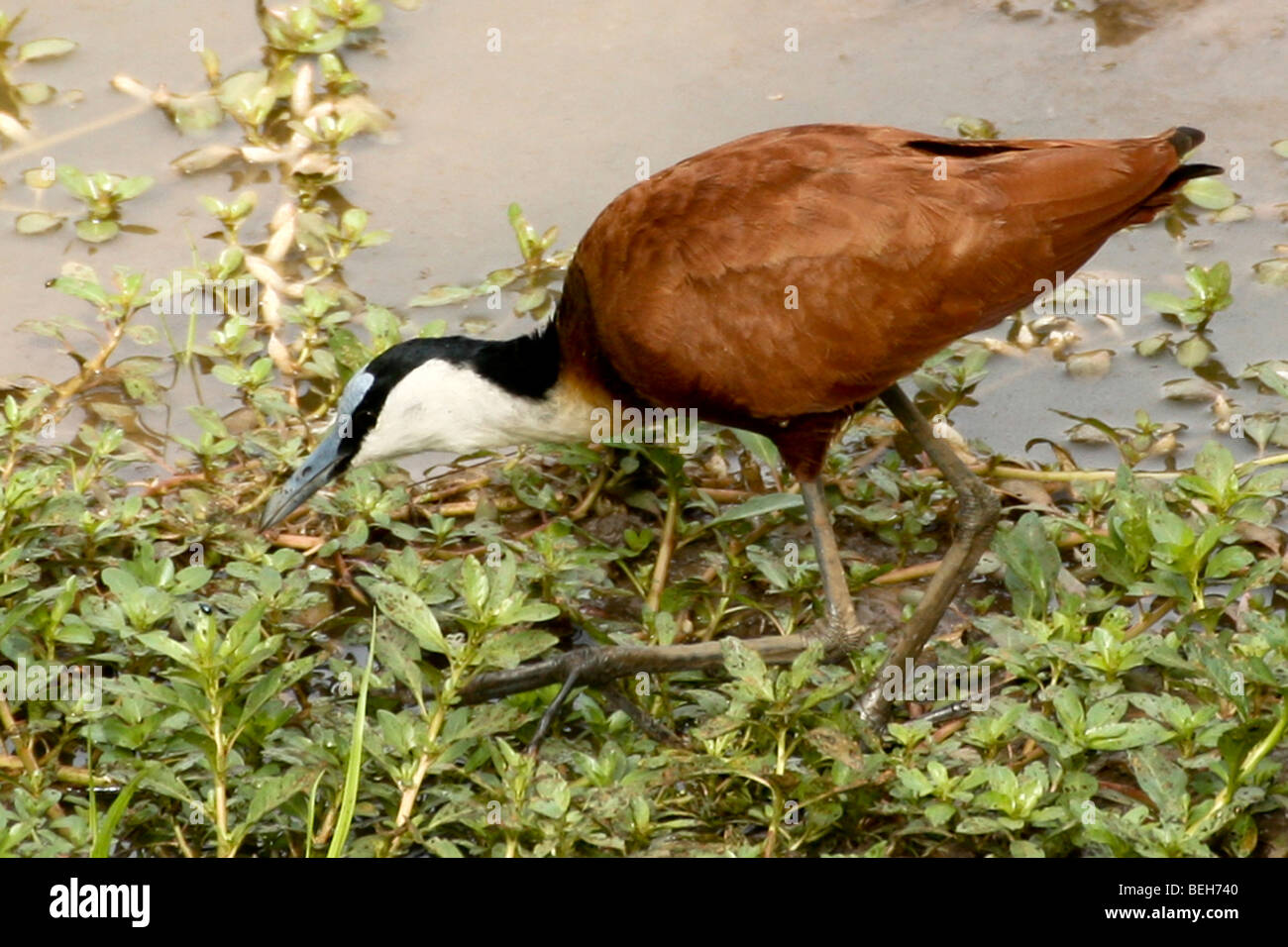African jacana, Actophilornis africanus,Abuko Nature Reserve, Lamin ...