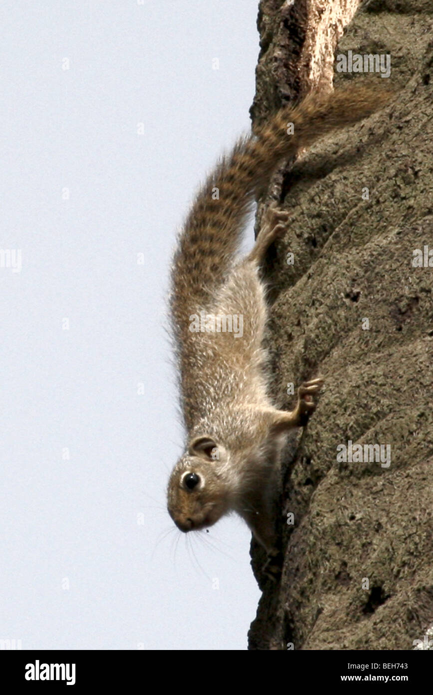 Sun Squirrel, Abuko Nature Reserve, Lamin, The Gambia Stock Photo - Alamy