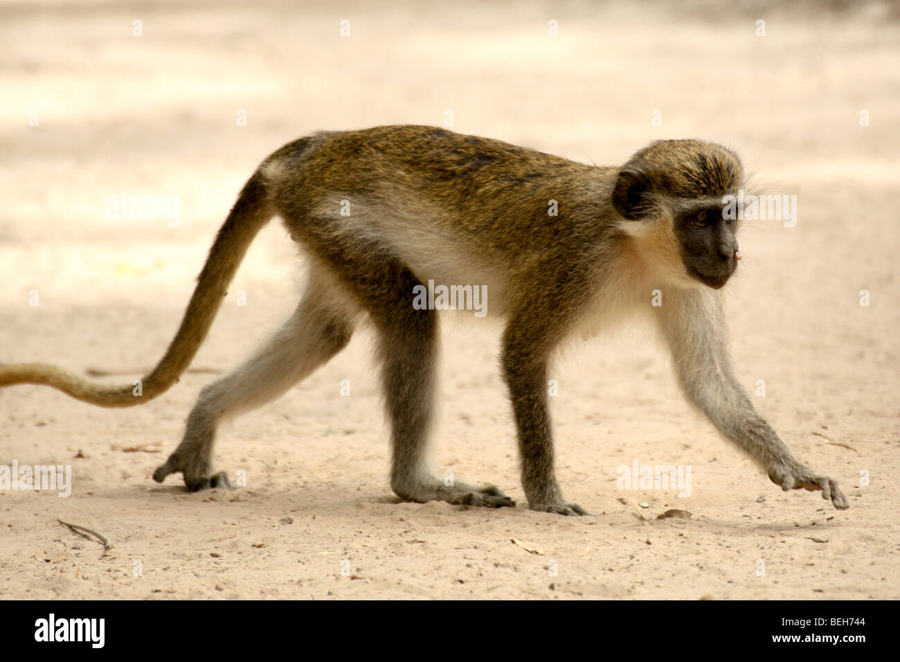 Green Vervet Monkey, Abuko Nature Reserve, Lamin, The Gambia Stock ...