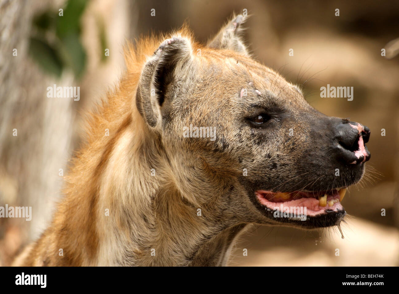 Lamin hyena brown spotted the gambia hi-res stock photography and ...