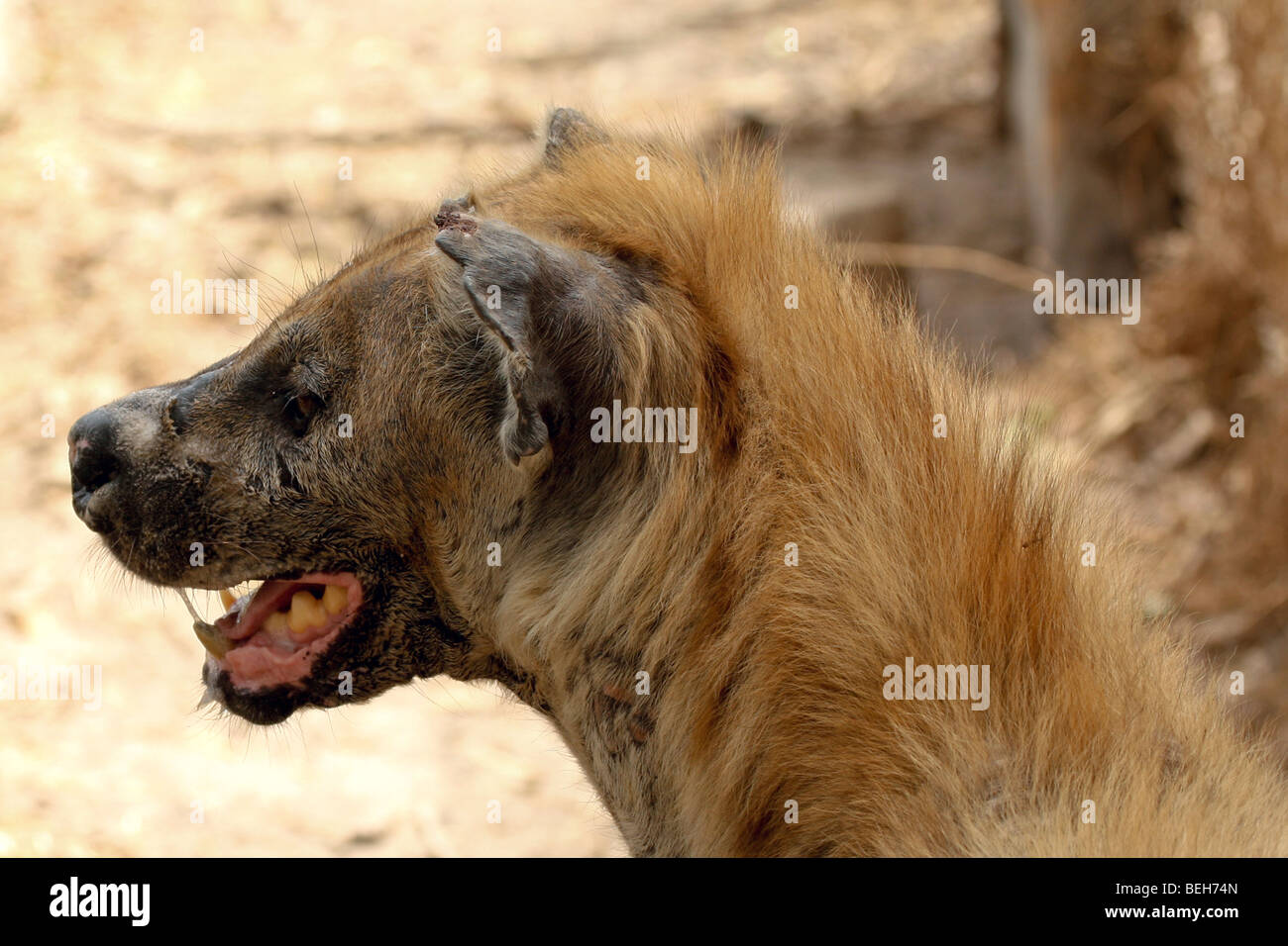 Hyena Teeth High Resolution Stock Photography and Images - Alamy