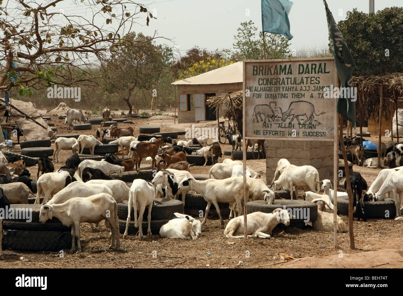 Goat Market, Lamin, The Gambia Stock Photo - Alamy