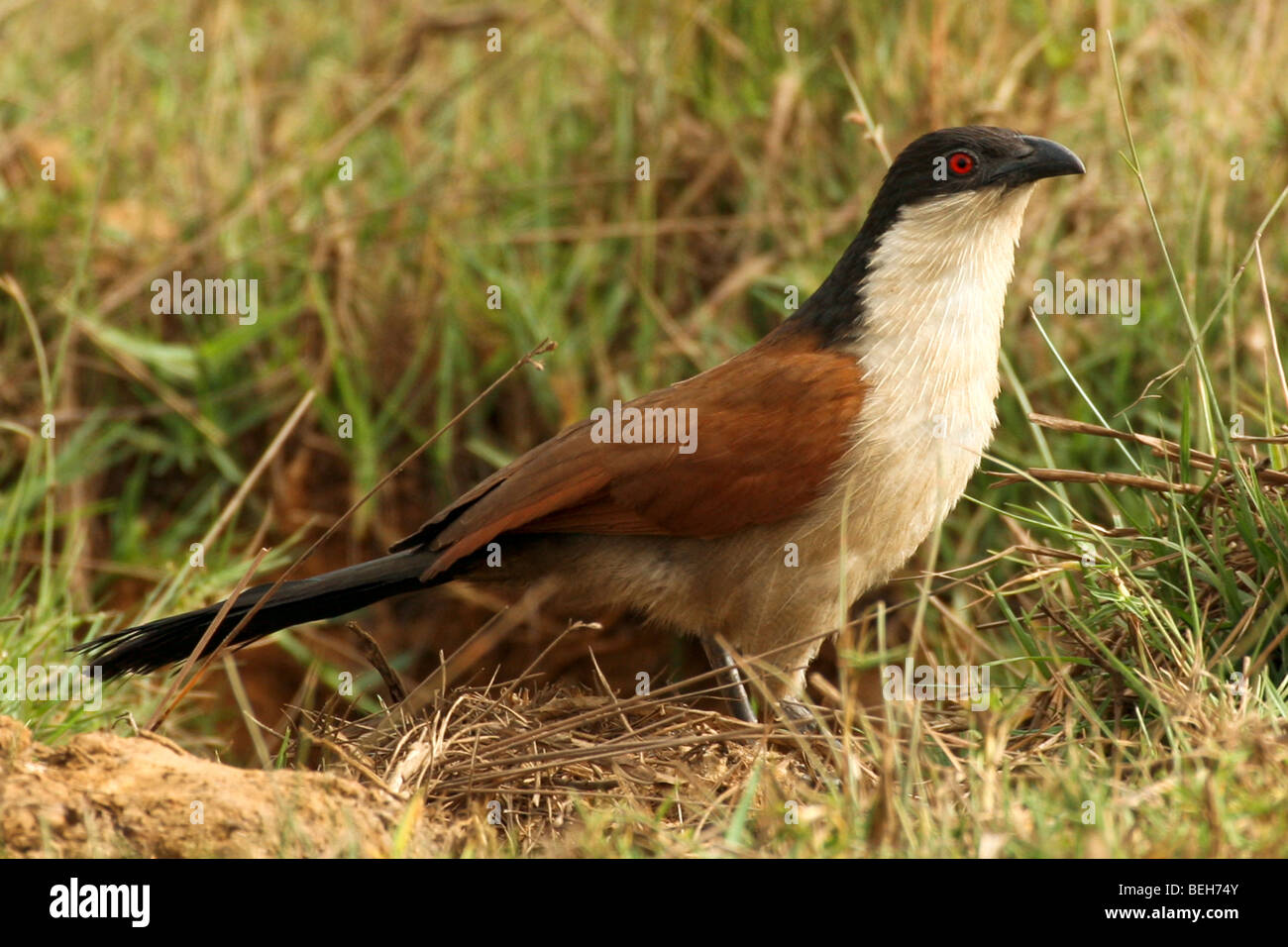 Senegal coucal, Centropus senegalensis, is a member of the cuckoo ...