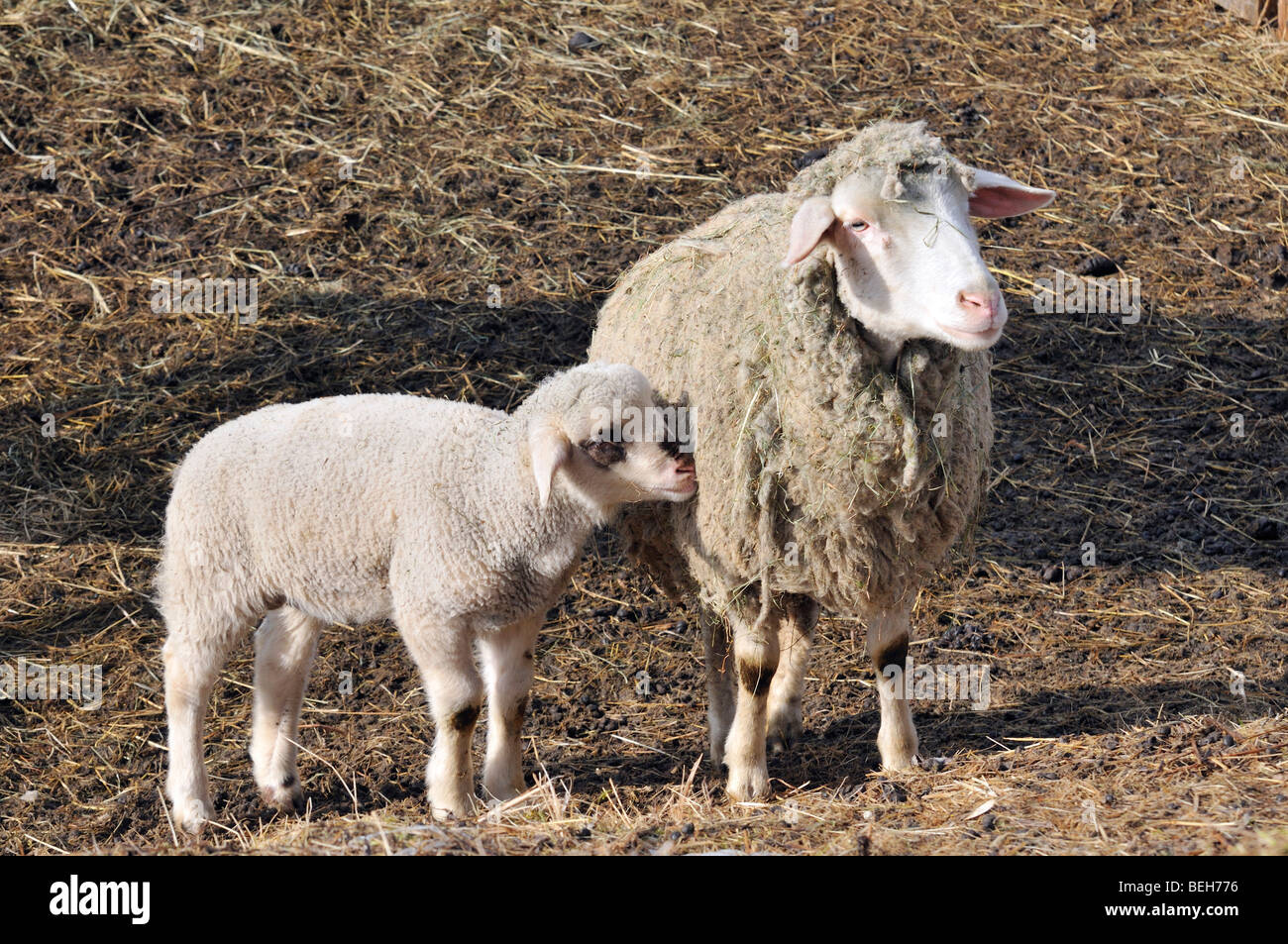 Domestic sheep Ovis aries Stock Photo - Alamy