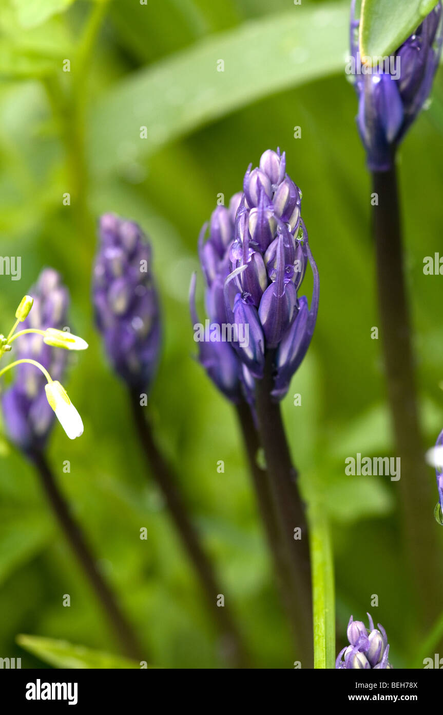 Bluebell wild hyacinth hi-res stock photography and images - Alamy