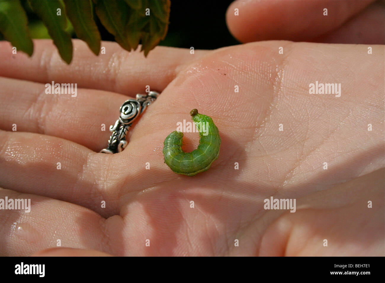 Palm caterpillar hi-res stock photography and images - Alamy