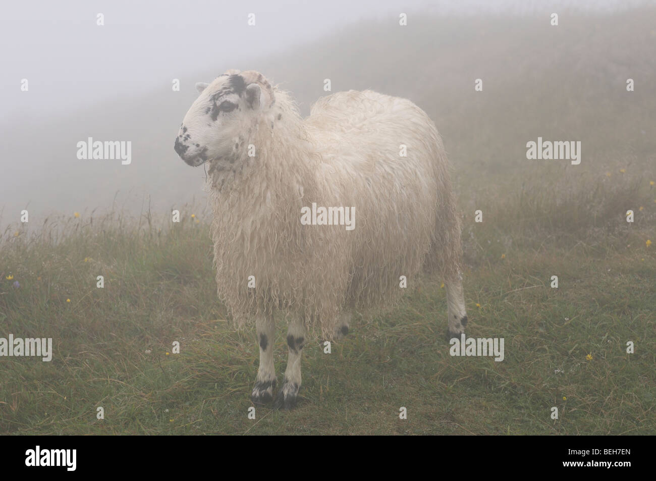 Scottish Blackfaced Sheep in fog at cliff of Cape St. Mary's Ecological ...