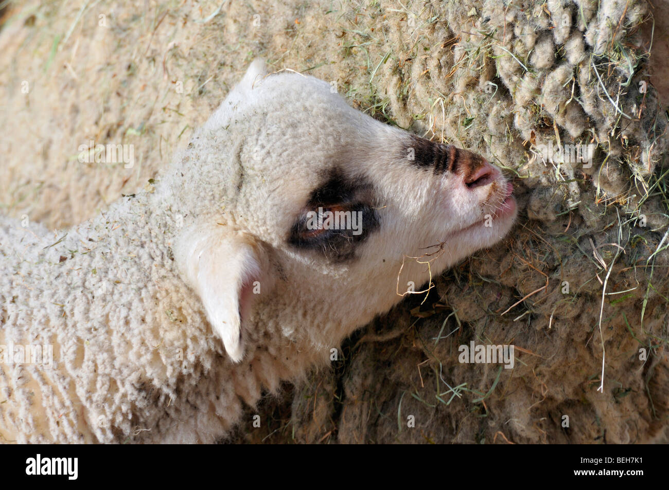 Domestic sheep Ovis aries Stock Photo - Alamy