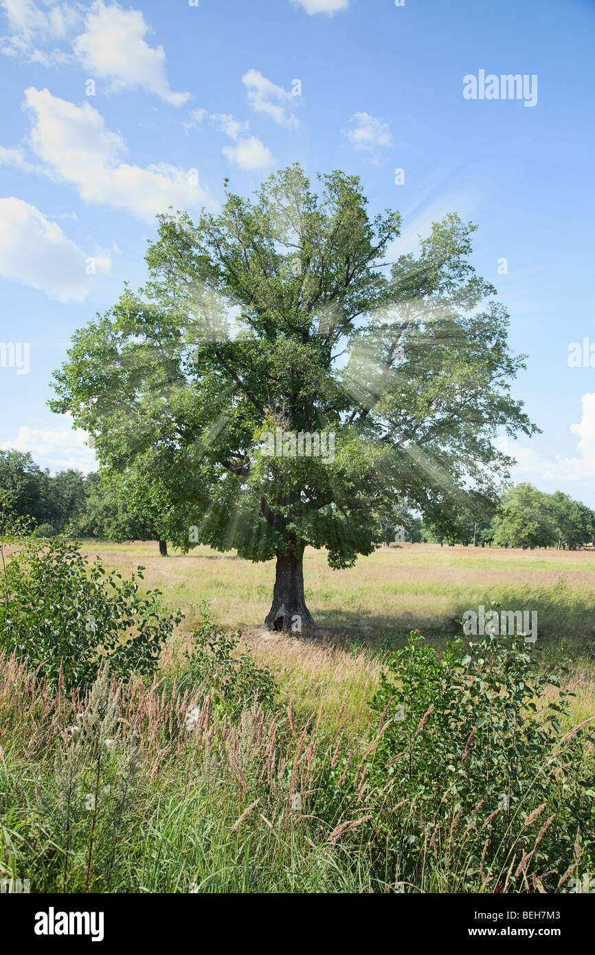 Standing alone tree - oak with solar beams in a crone Stock Photo - Alamy