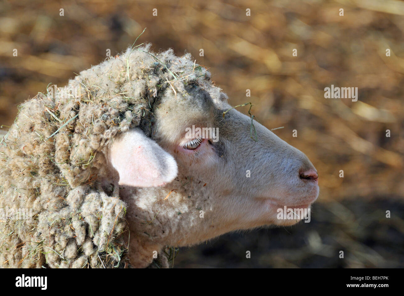 Domestic sheep Ovis aries Stock Photo - Alamy