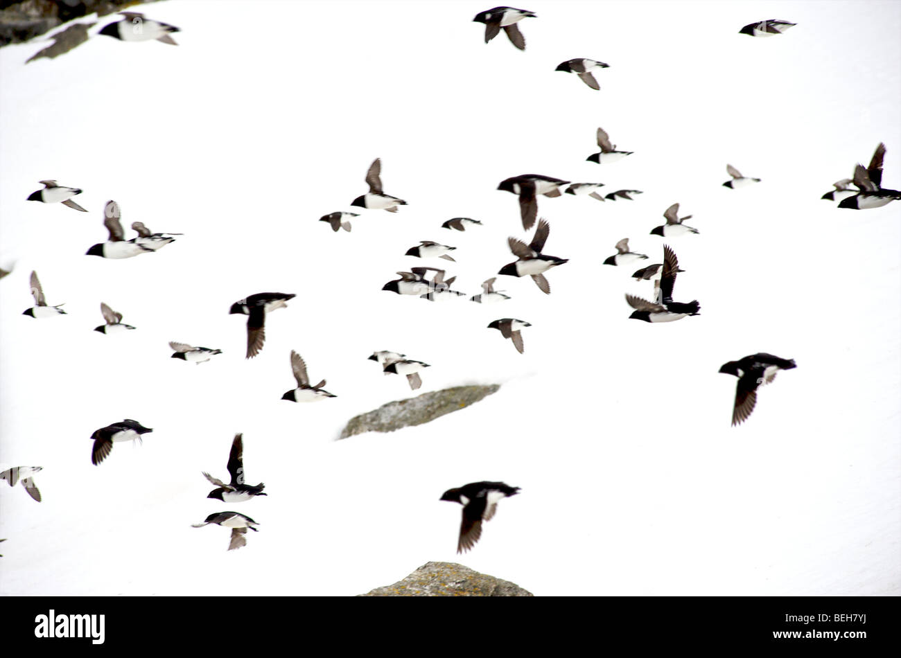 Spitsbergen, Svalbard, little Auk colony in Fuglesangen Stock Photo - Alamy