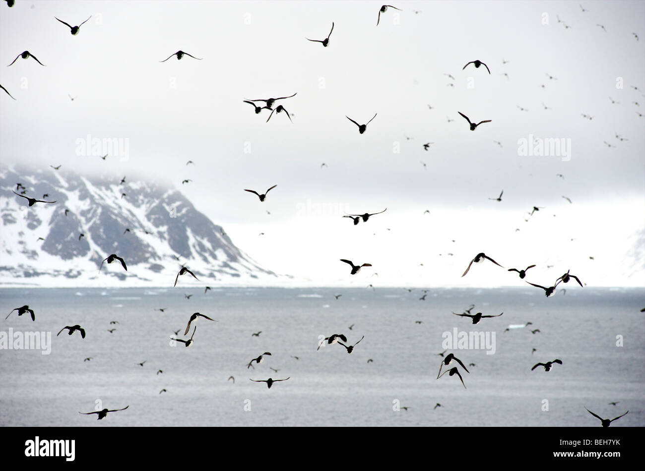 Spitsbergen, Svalbard, little Auk colony in Fuglesangen Stock Photo - Alamy