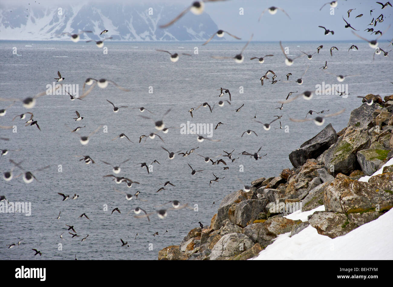 Spitsbergen, Svalbard, little Auk colony in Fuglesangen Stock Photo - Alamy