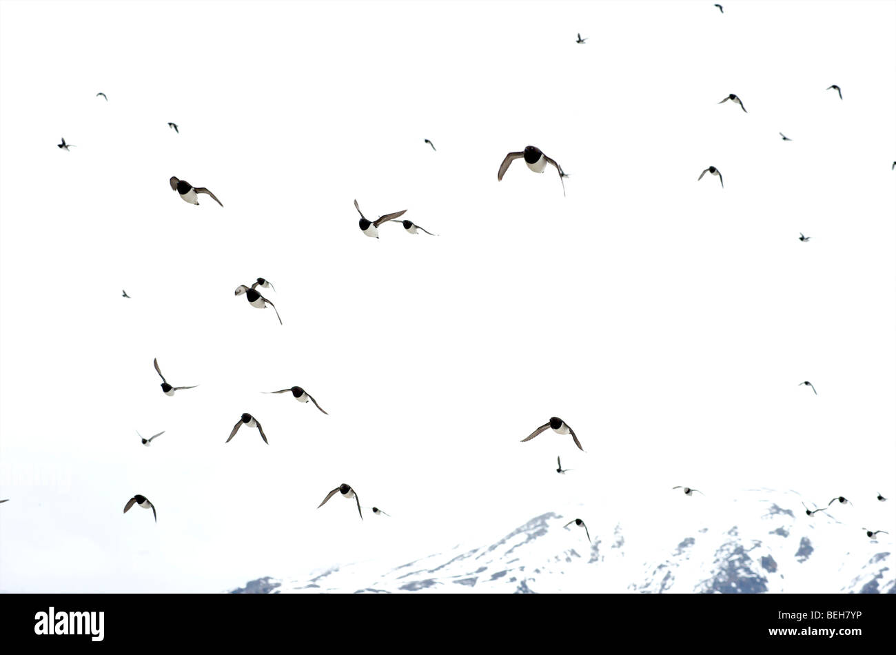 Spitsbergen, Svalbard, little Auk colony in Fuglesangen Stock Photo - Alamy