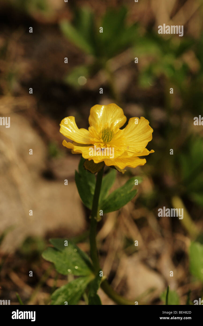 Buttercup snow. (Ranunculus nivalis Stock Photo - Alamy