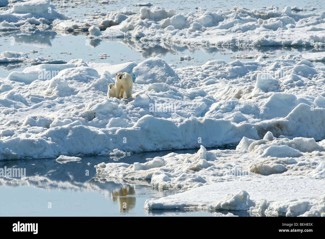 Ice bear floating ice hi-res stock photography and images - Alamy