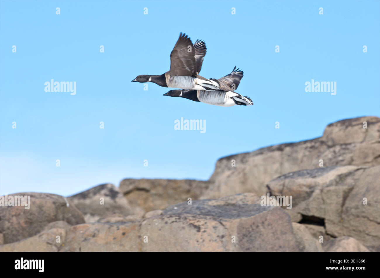 Brant goose flight hi-res stock photography and images - Alamy