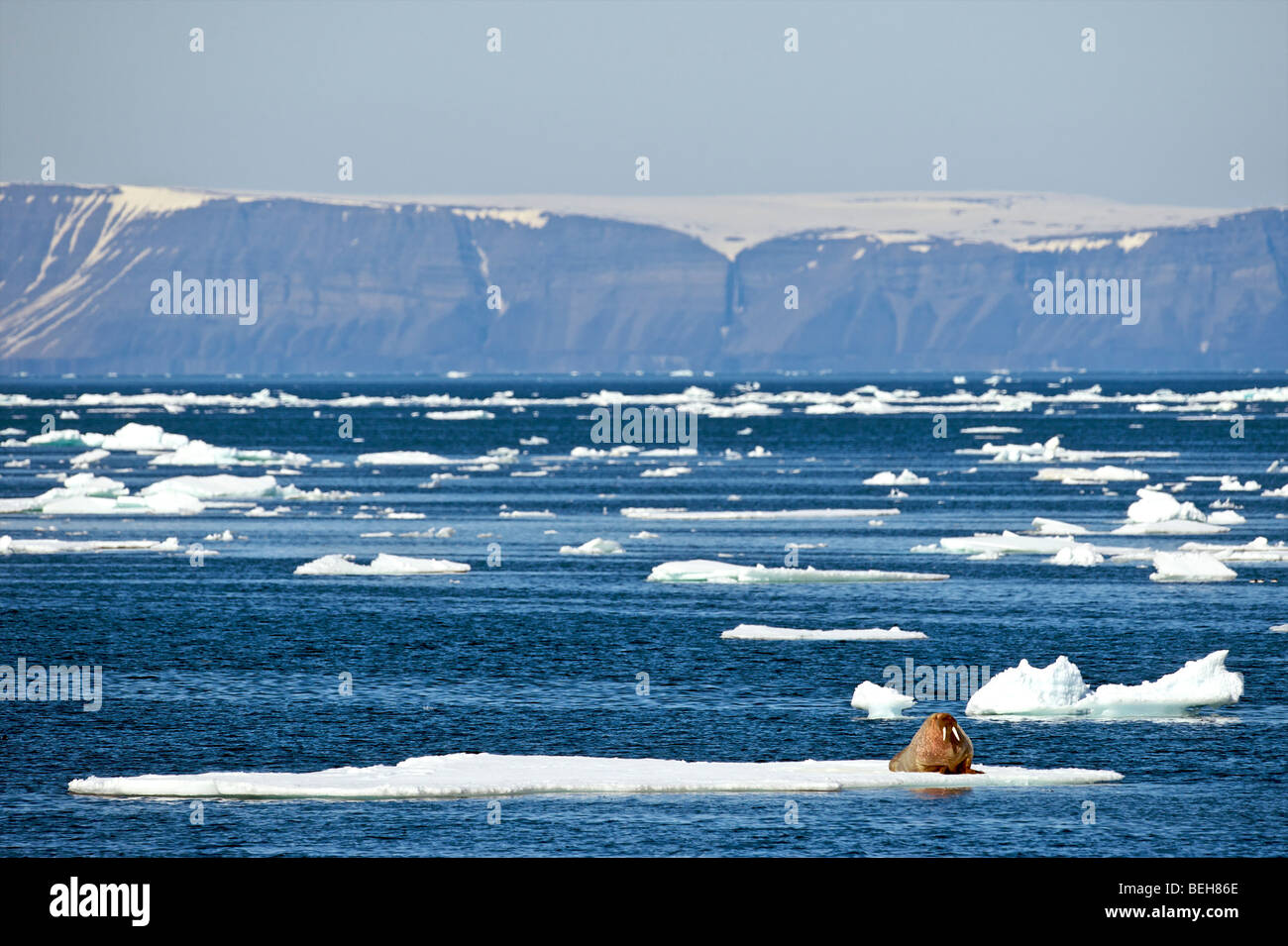 Walrus svalbard ice hi-res stock photography and images - Alamy