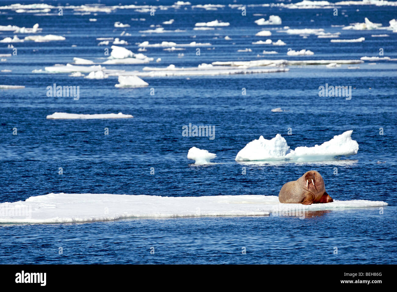 Walrus hi-res stock photography and images - Alamy
