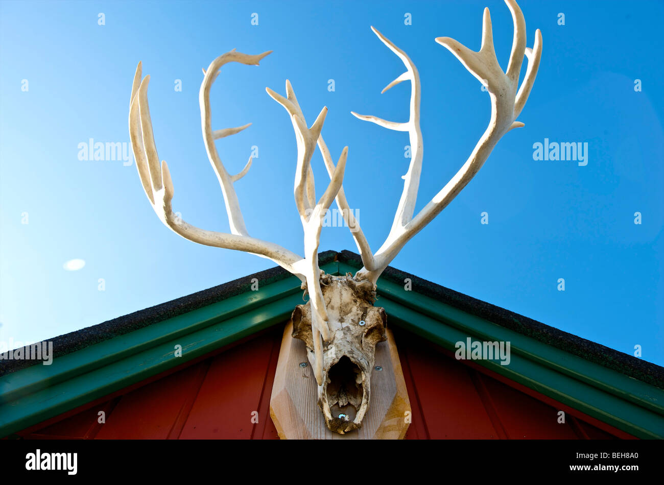 Spitsbergen, Svalbard, Longyearbyen, reindeer antlers decorating a ...