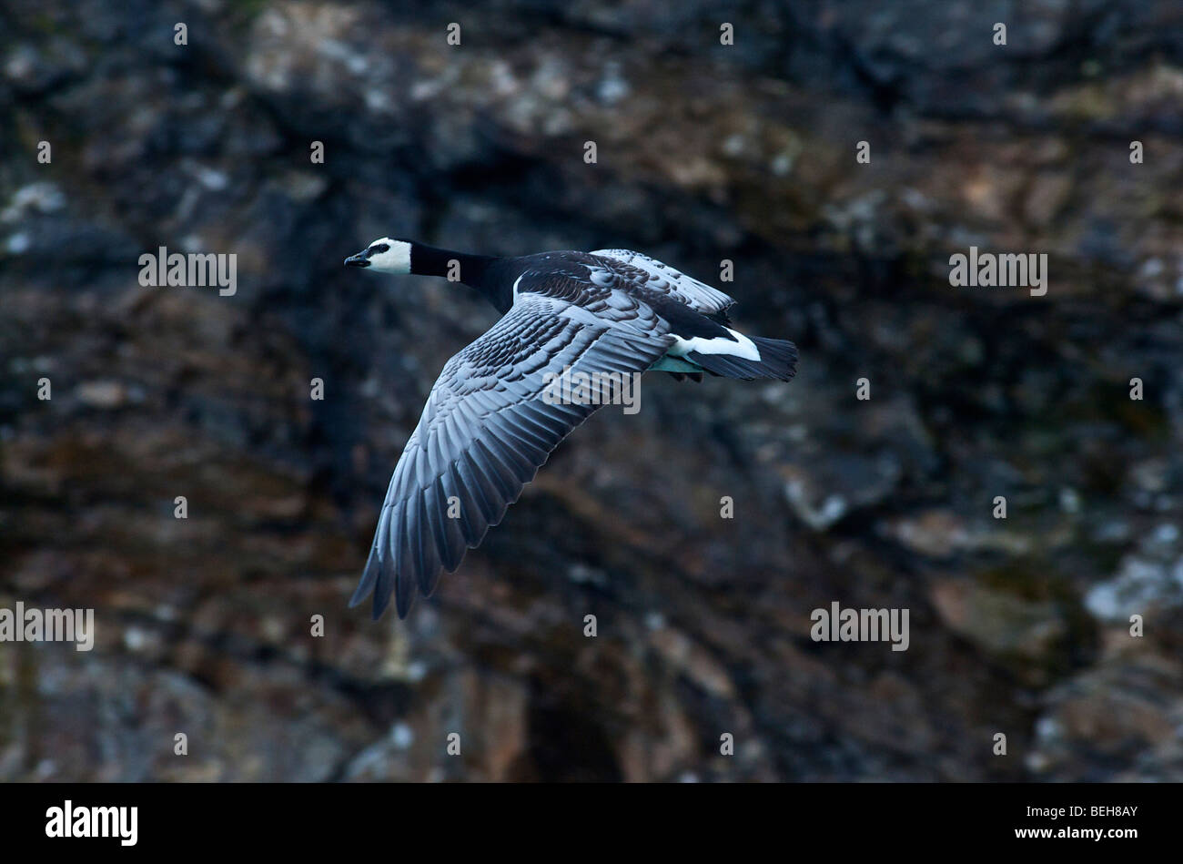 Canadian goose flying hi-res stock photography and images - Alamy