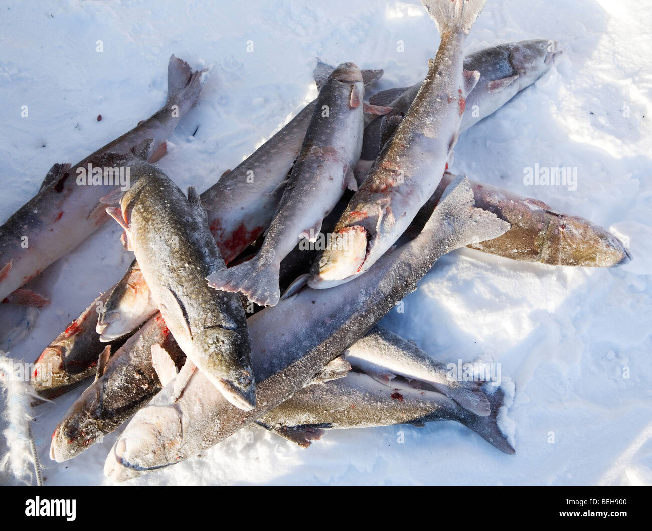Inuit fishing canada hi-res stock photography and images - Alamy