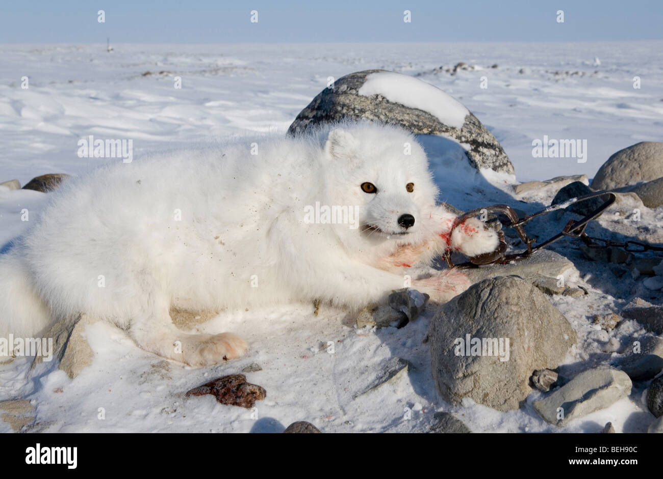 Gojahaven is a town in the far north of canada in 1000 where Inuits ...