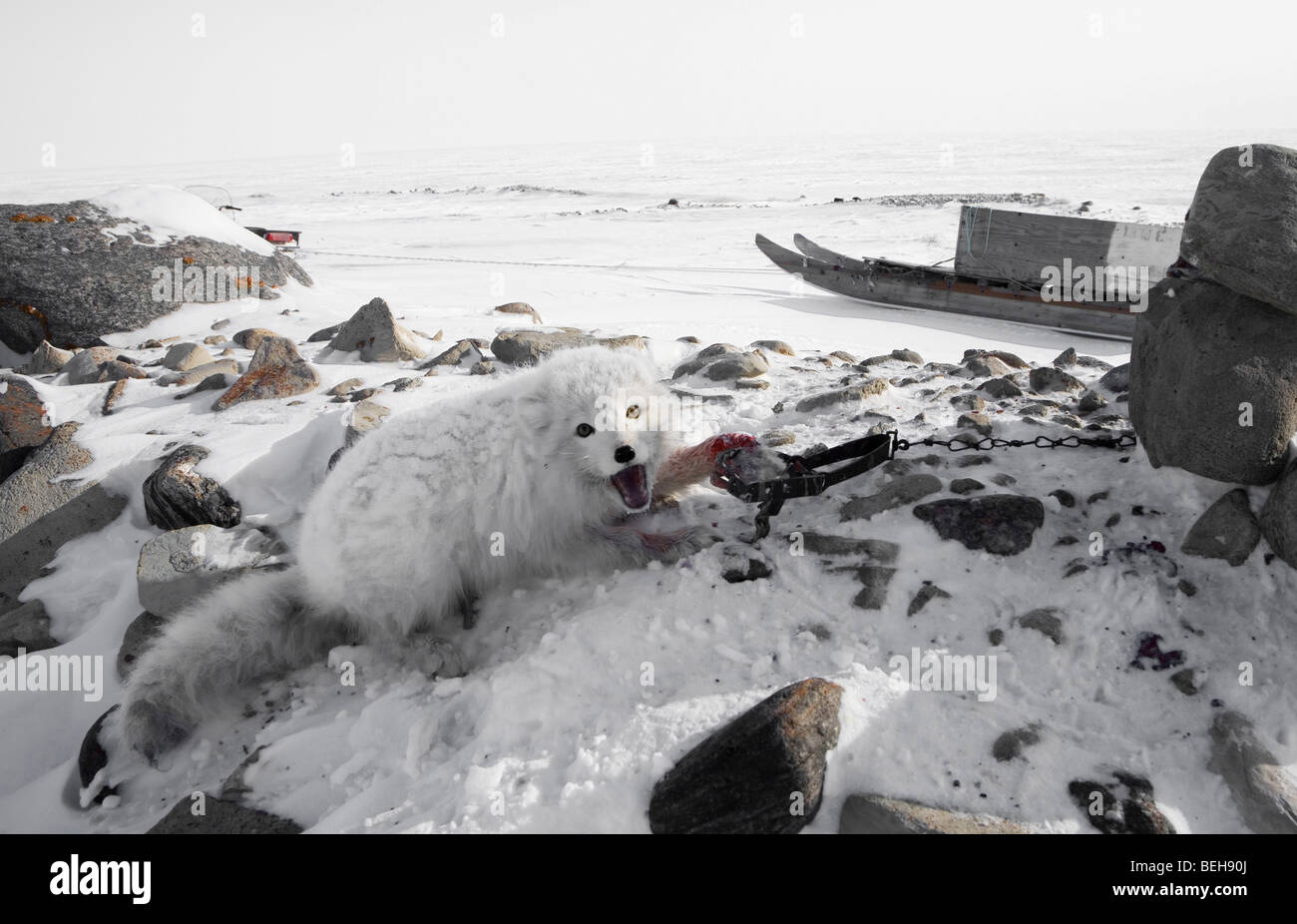 Gojahaven is a town in the far north of canada in 1000 where Inuits ...