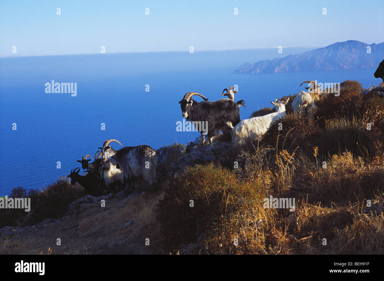 Mountain Goats Gulf de Porto Corsica France Stock Photo - Alamy