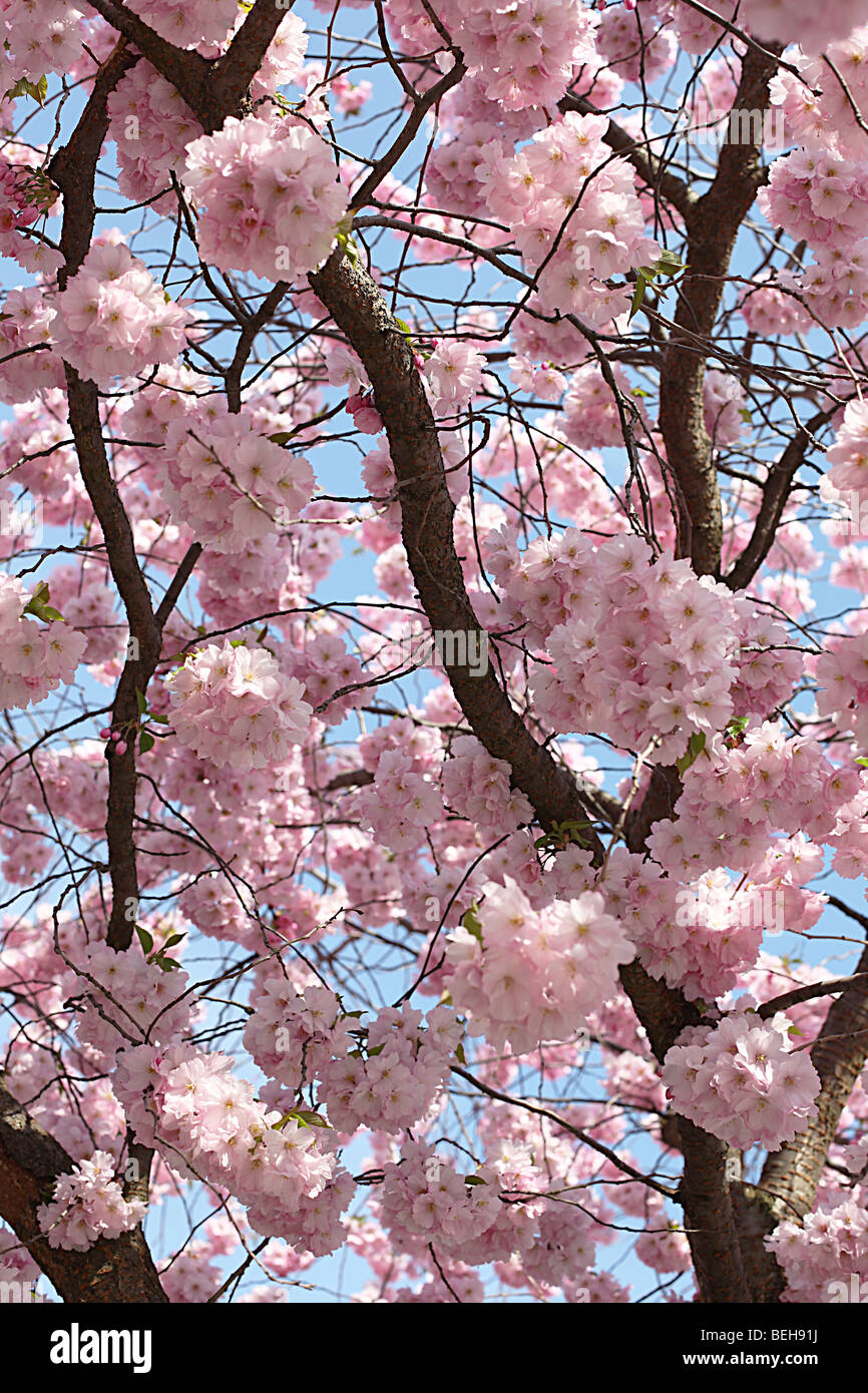 cheery tree with blossoms Stock Photo - Alamy