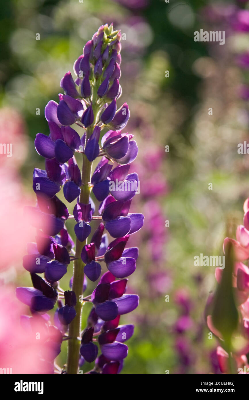 Midsummer sweden hi-res stock photography and images - Alamy