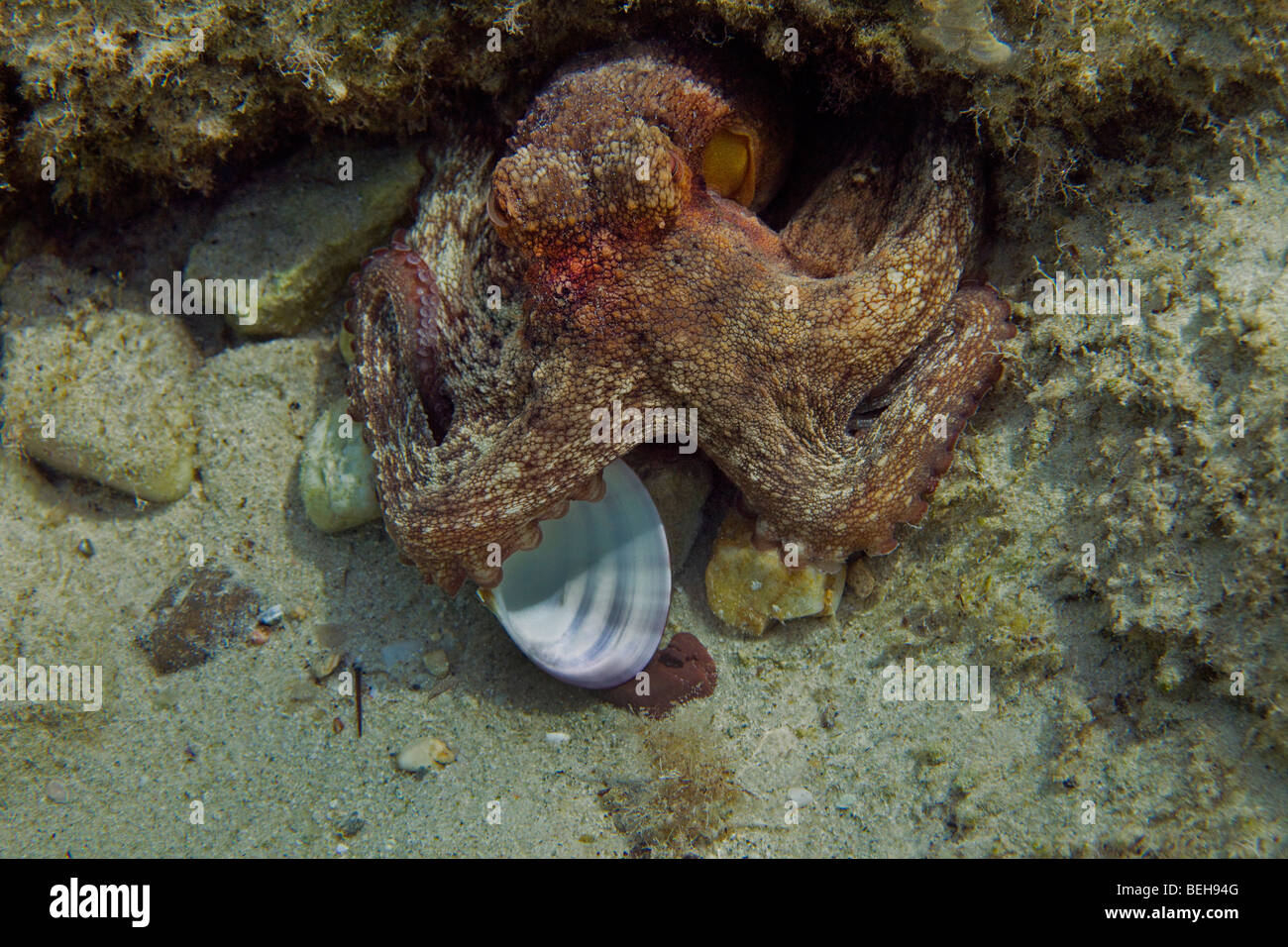Octopus eating cockles outside its nest Stock Photo - Alamy