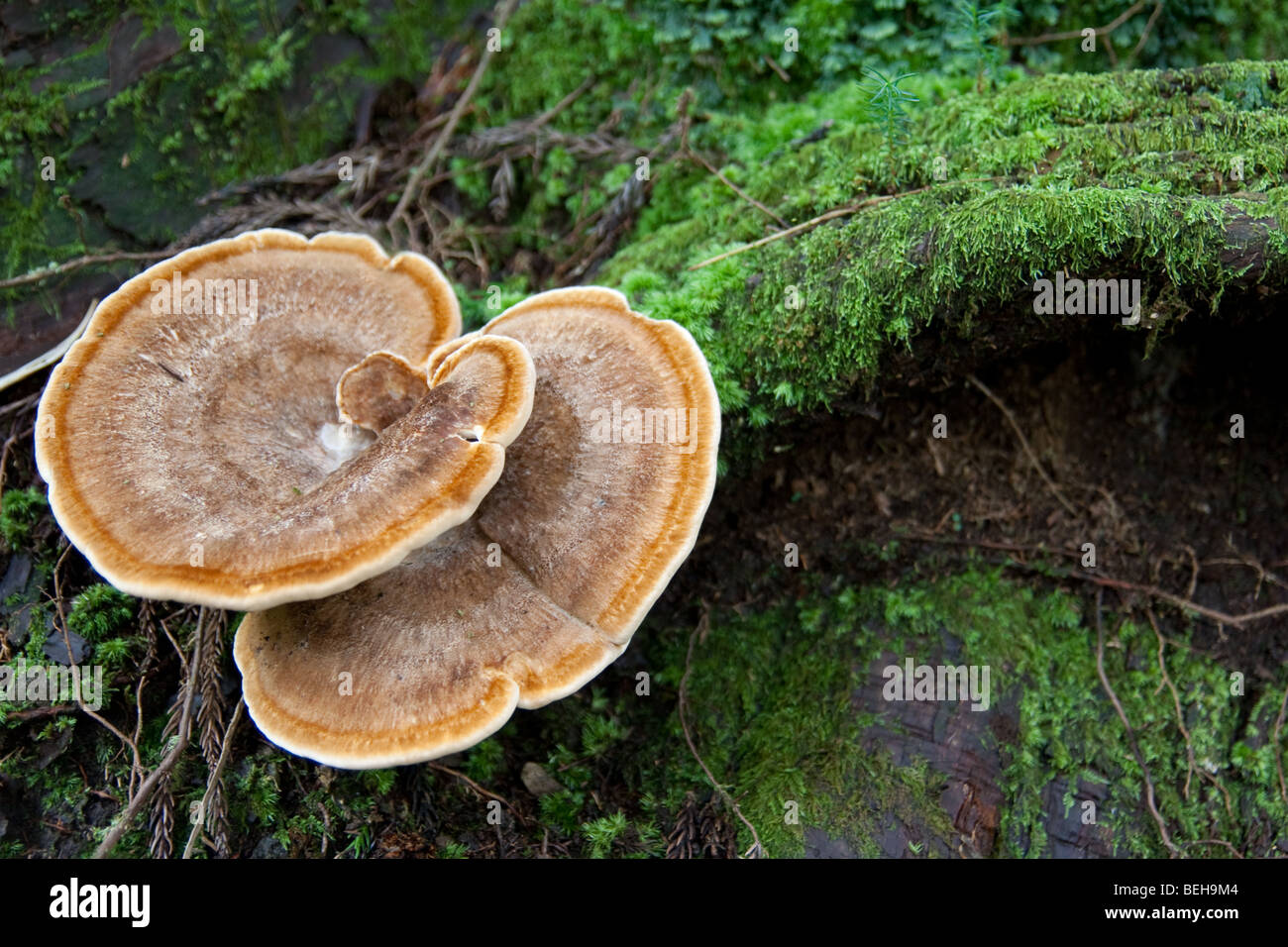 Bracket fungus growing amongst moss on a dead rotting log in the ...