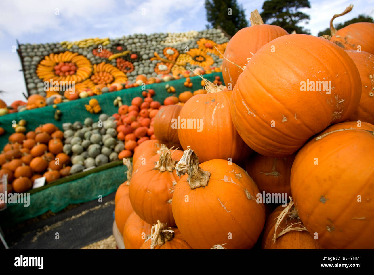 Pumpkins pictured piled high in front of a grand annual Pumpkin display ...