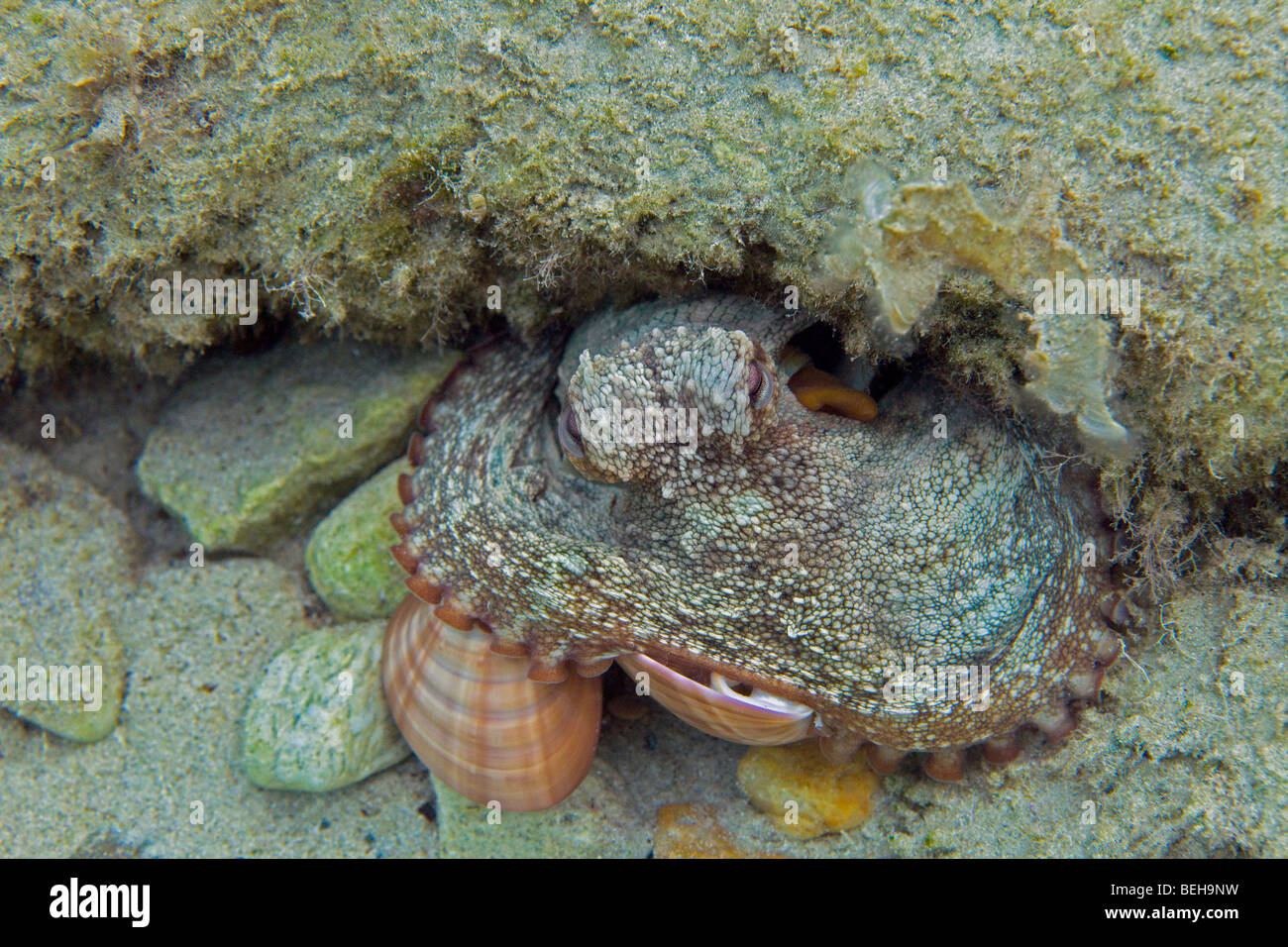 Octopus eating cockles outside its nest Stock Photo - Alamy