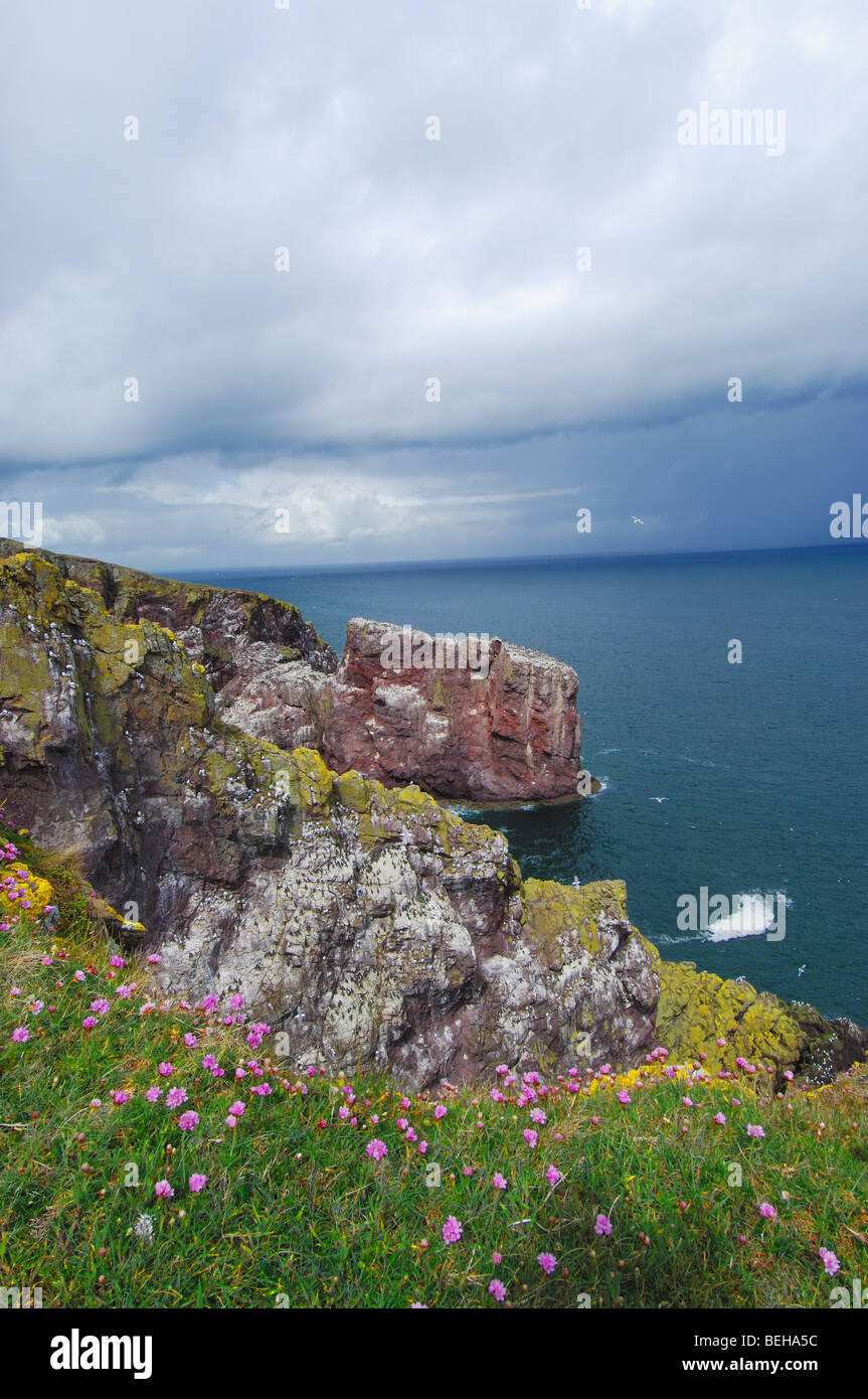 St Abb´s Head Cliffs . Birds sanctuary. Scottish Borders. Scotland. U.k ...