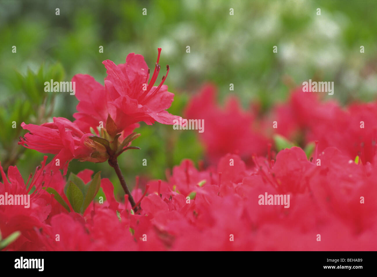 Azalea satsuki hi-res stock photography and images - Alamy