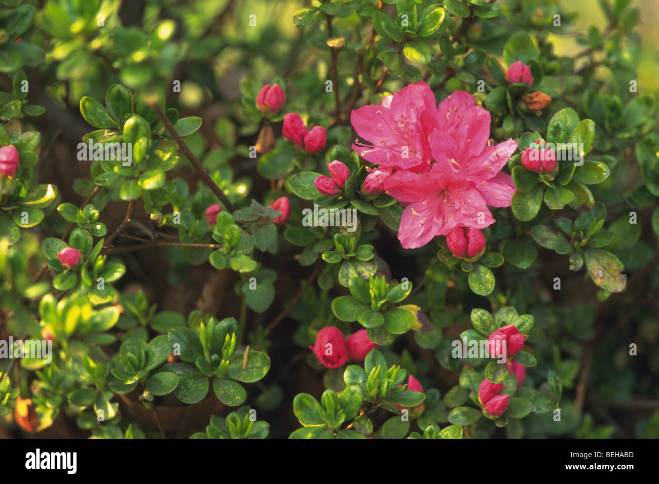 Azalea satsuki hi-res stock photography and images - Alamy