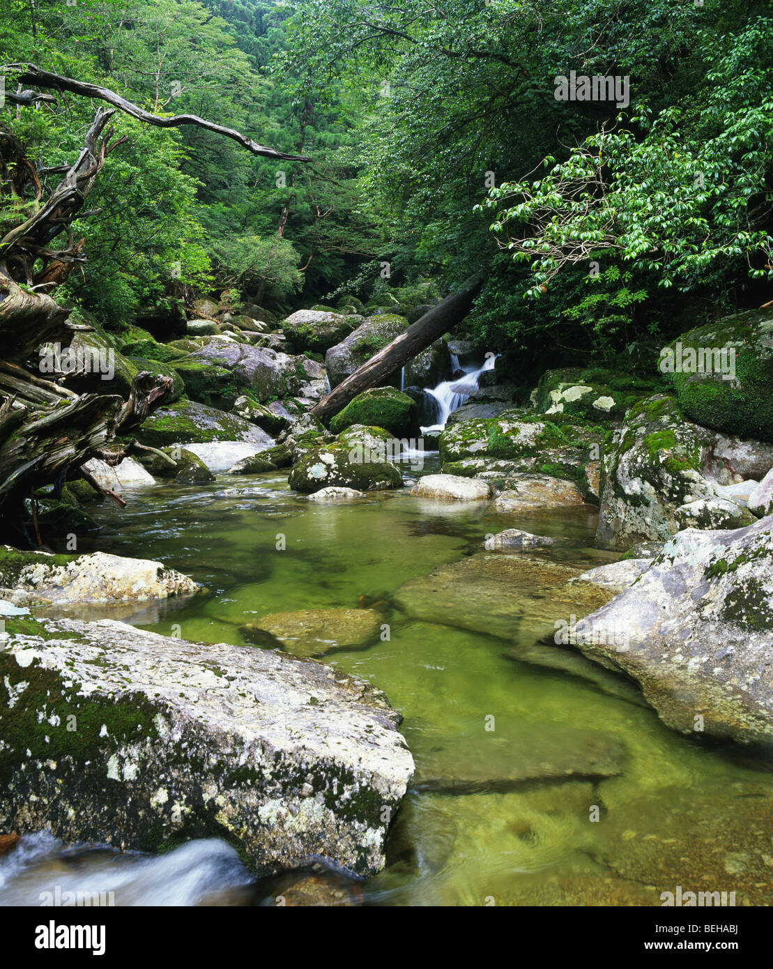 Yakushima islands forest hi-res stock photography and images - Alamy