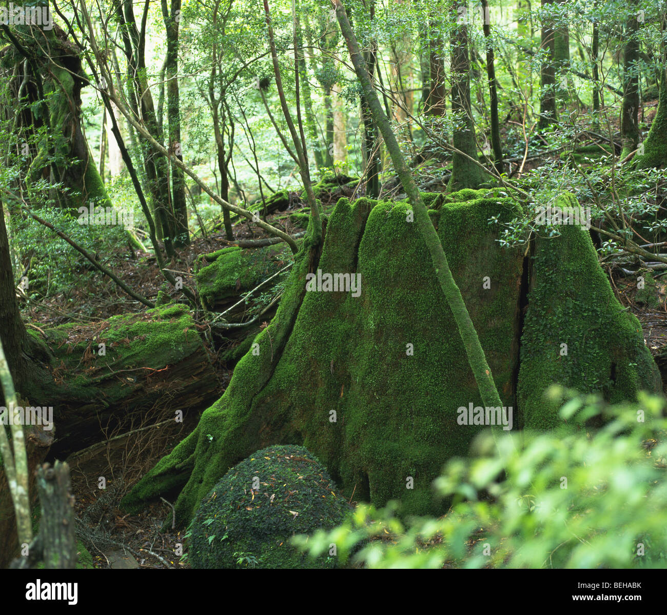 Forest, Yakushima Islands, Kagoshima prefecture, Japan Stock Photo - Alamy