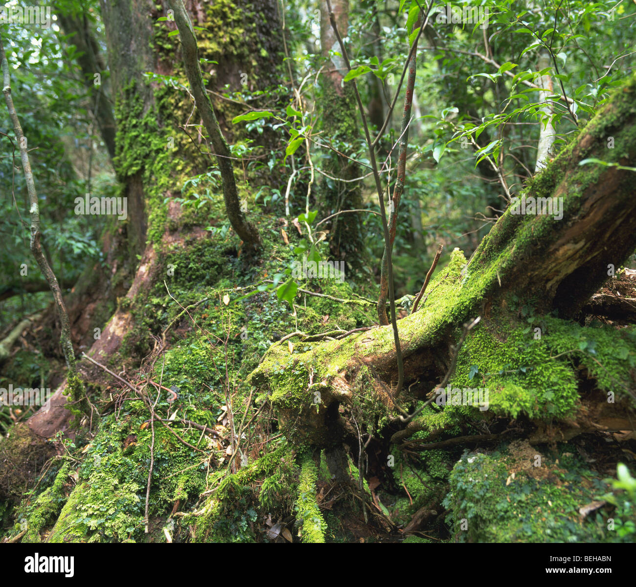 Forest, Yakushima Islands, Kagoshima prefecture, Japan Stock Photo - Alamy