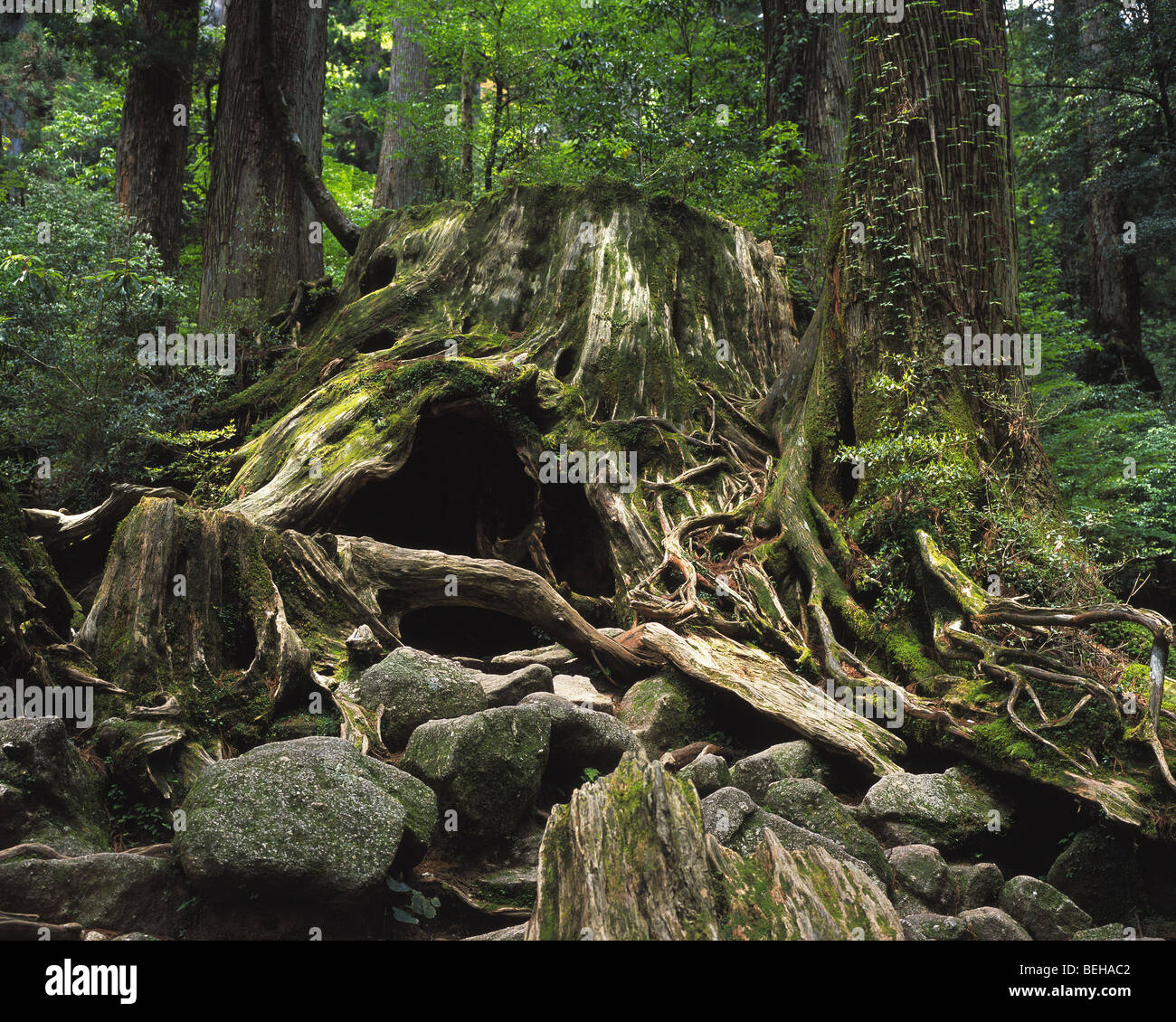 Wilson stump, Yaku Islands, Kagoshima Prefecture, Japan Stock Photo - Alamy
