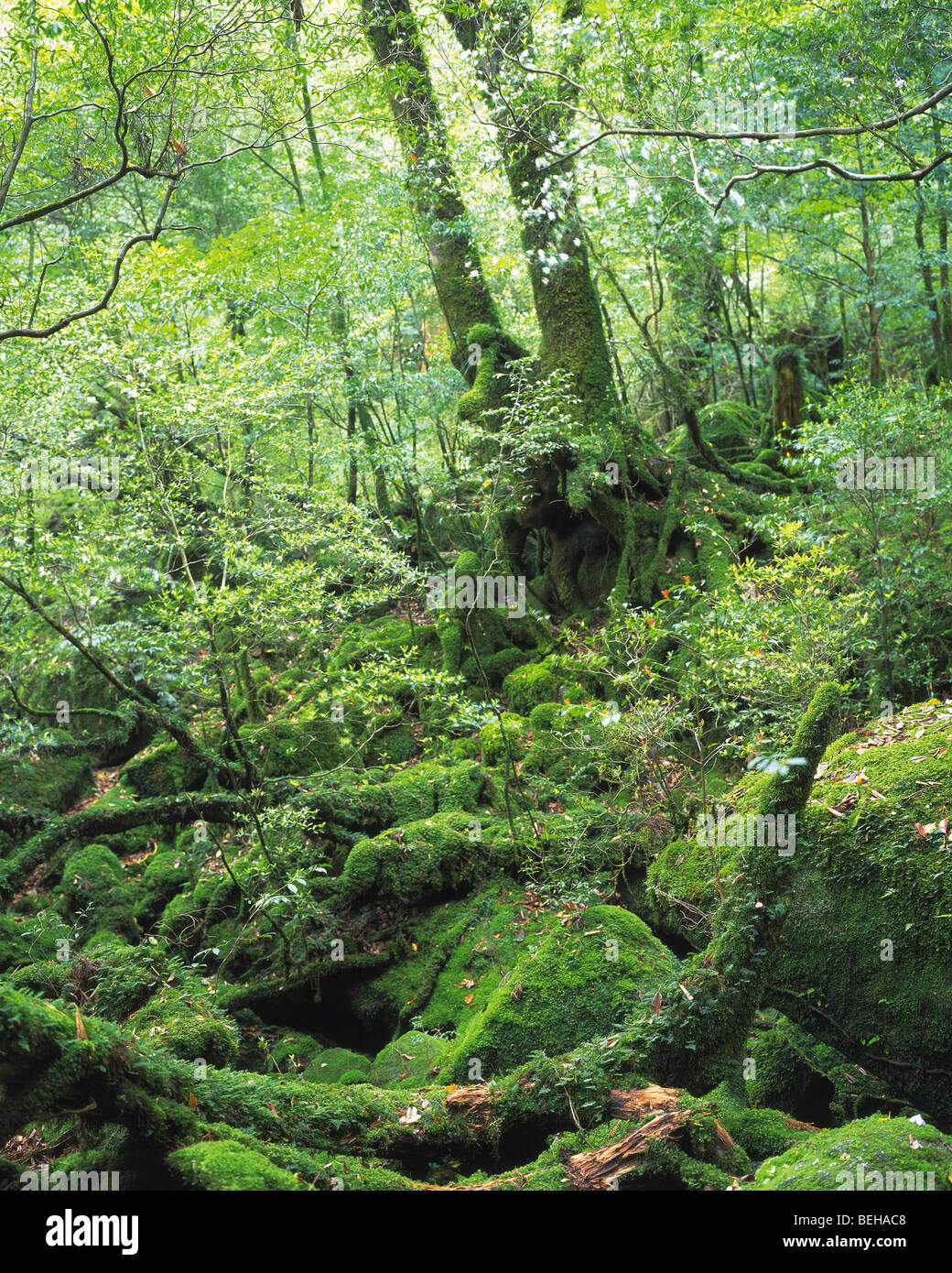 Woods in Shiratani-unsuikyo, Yaku Islands, Kagoshima Prefecture, Japan ...