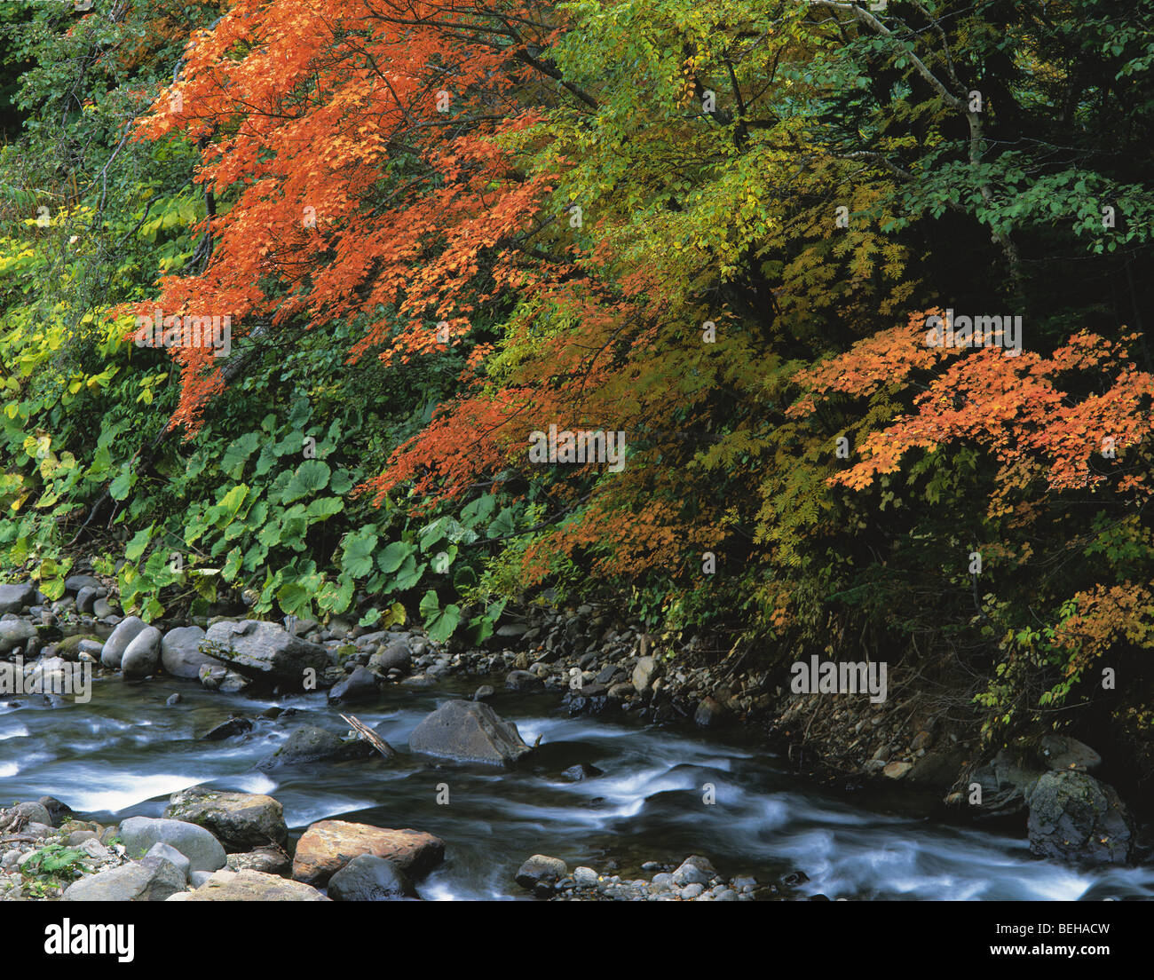 Autumnal leaves overhanging a forest stream, Hokkaido, Japan Stock ...