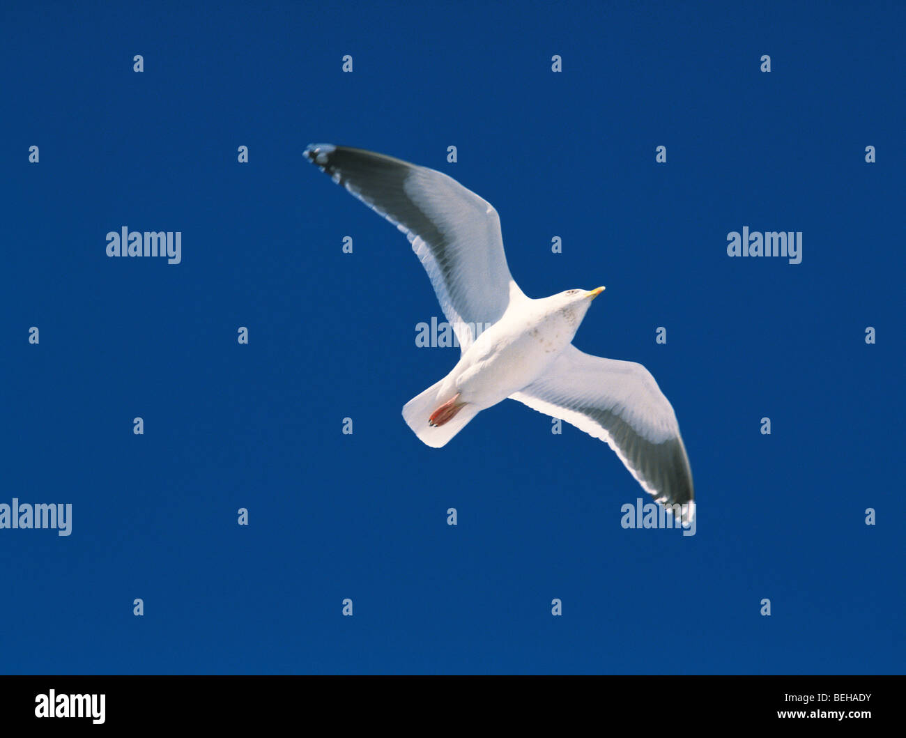 One gull flying overhead hi-res stock photography and images - Alamy