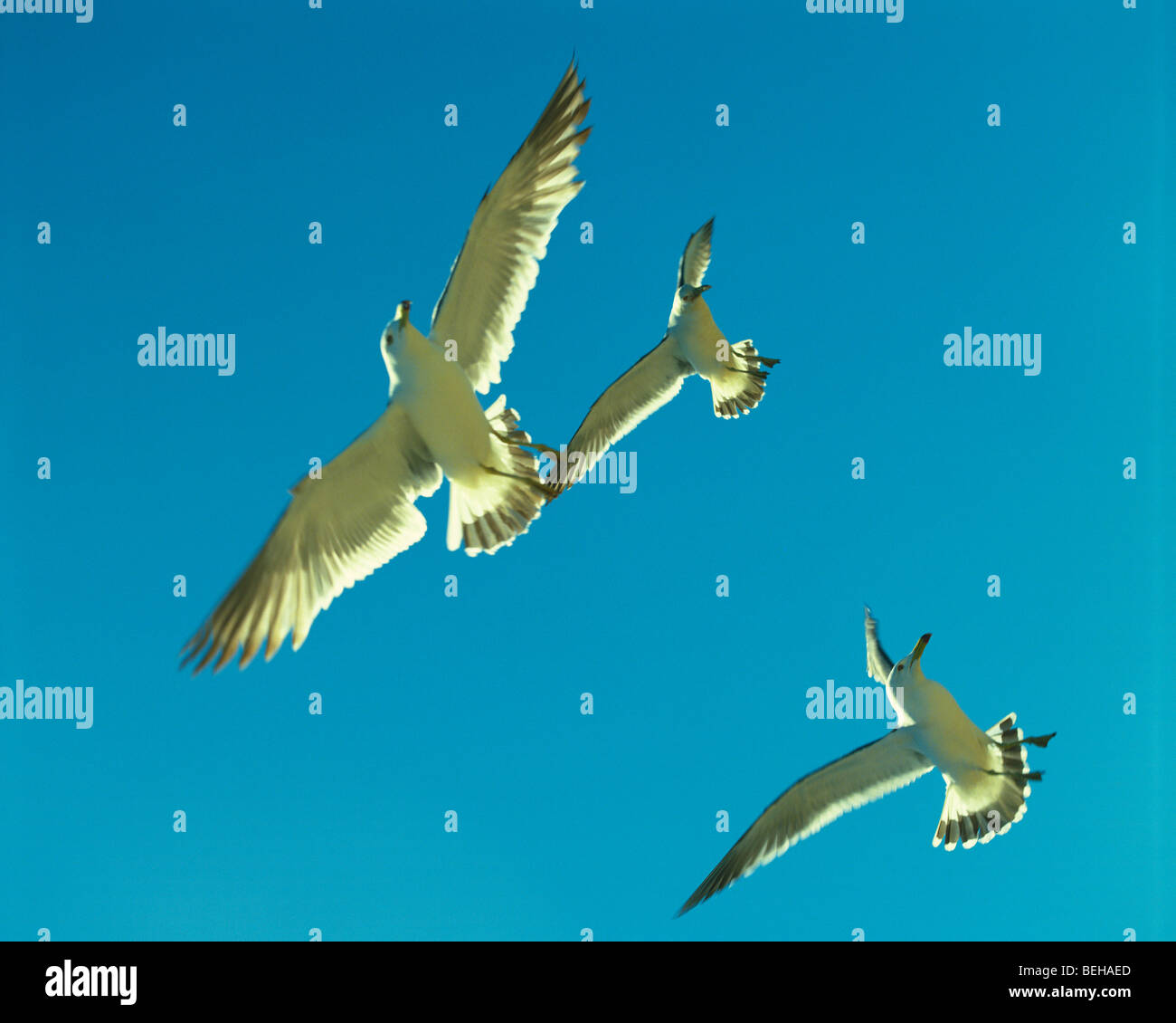 Sea gulls flying in a clear blue sky Stock Photo - Alamy
