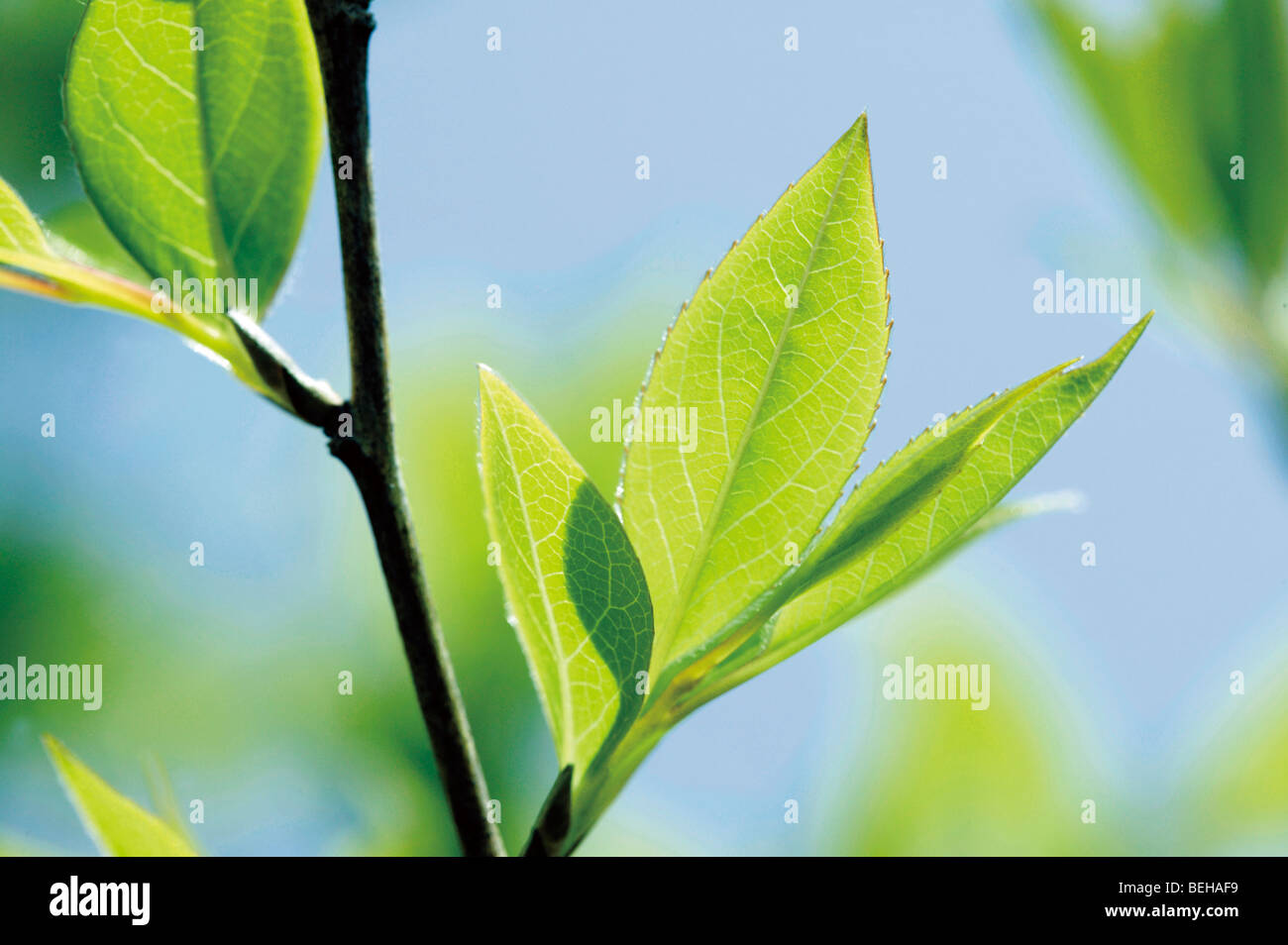 Close up of green leaves Stock Photo - Alamy