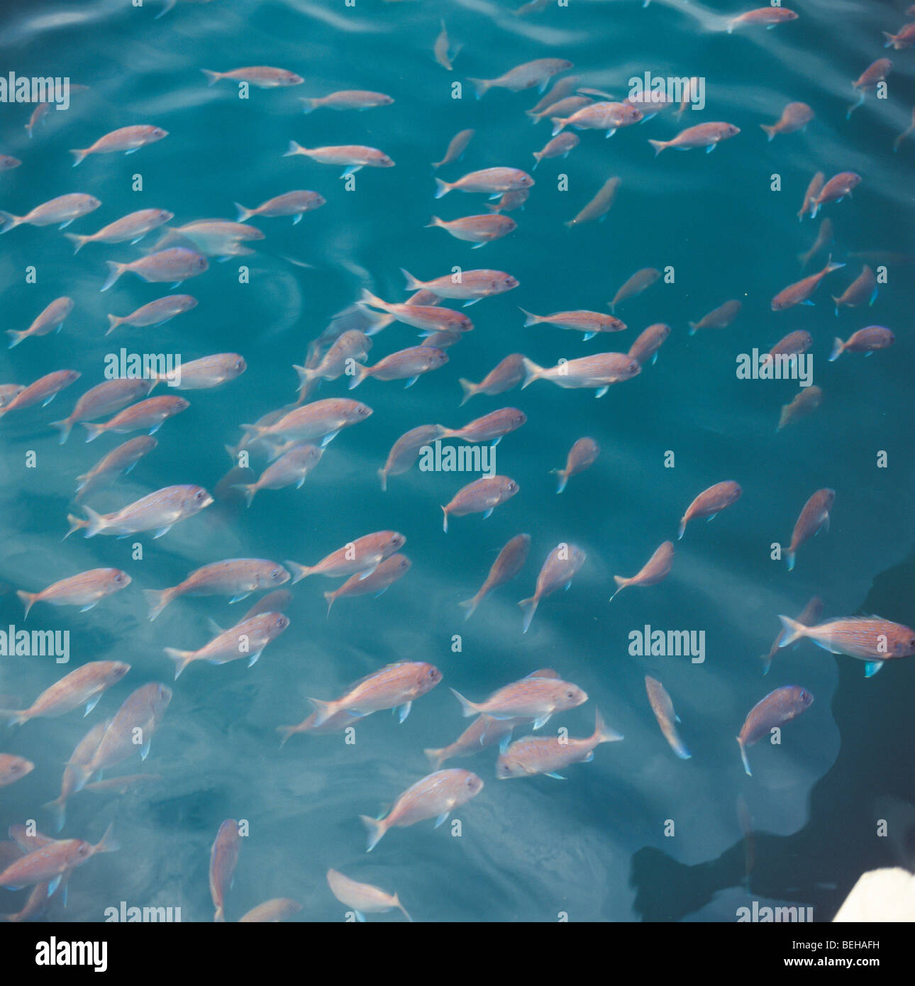Sea bream swimming in a fish farm Stock Photo - Alamy